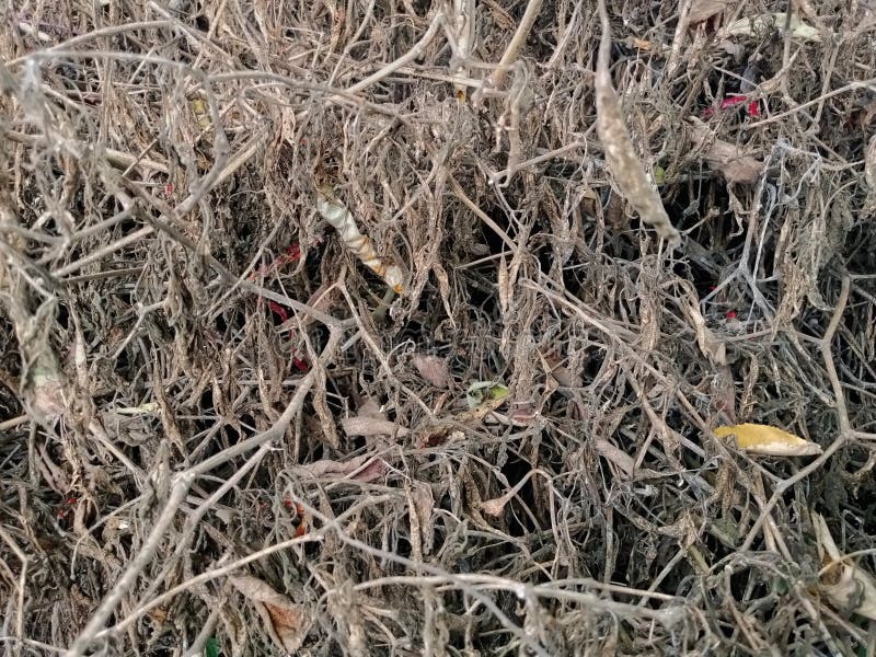 Dead chilli trees stock image. Image of trees, chilli - 267475777