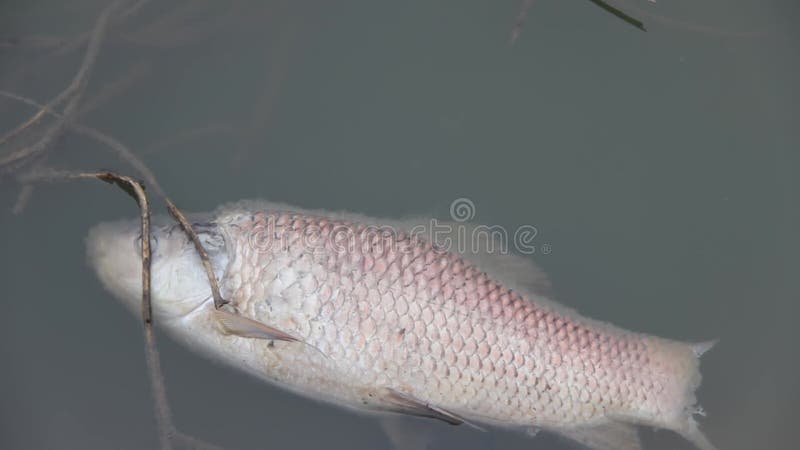 Dead Chinese carp stock footage. Video of minnows, killn - 210903460