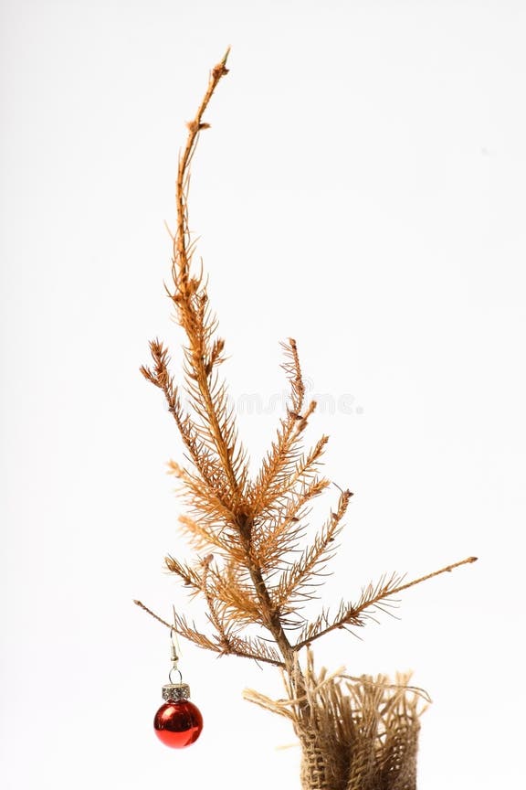 Dead Christmas tree stock image. Image of ecological - 40548621