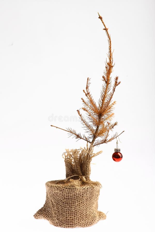 Dead Christmas tree stock image. Image of plant, shape - 40587199