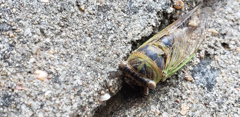 Dead cicada stock image. Image of noisy, sunset, summer - 32899347