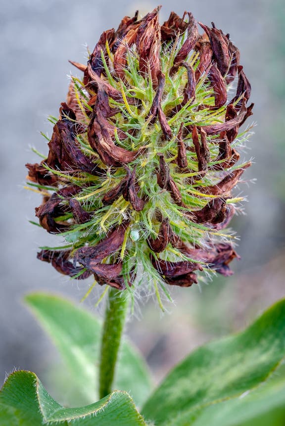 Dead Clover Flower and Green Stem Stock Photo - Image of green, flora ...