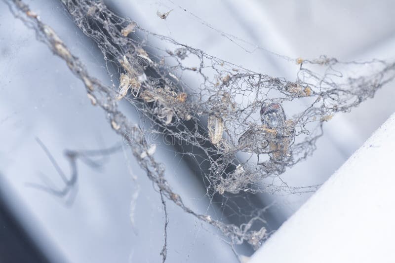 Dead Clusterfly Caught in the Pholcid Spider S Web Stock Image - Image ...