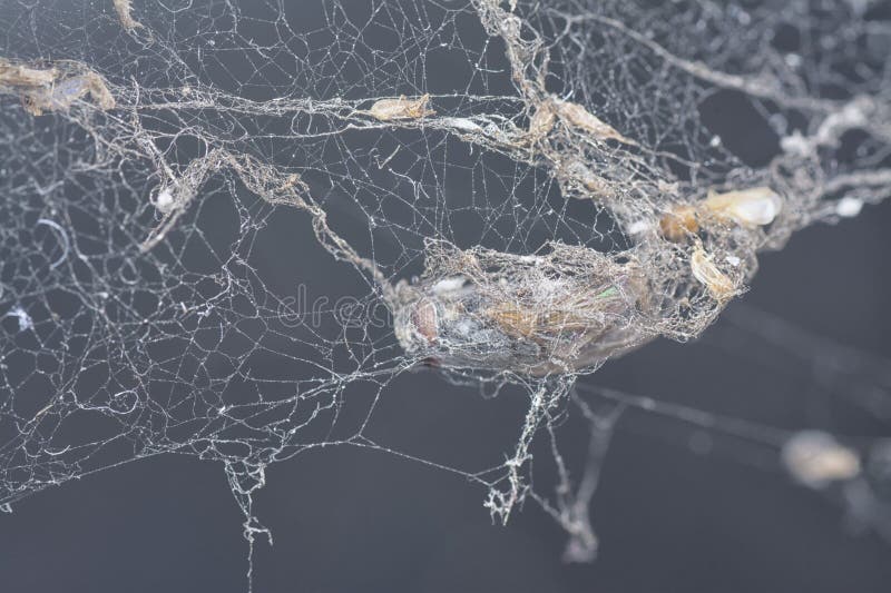 Dead Clusterfly Caught in the Pholcid Spider S Web Stock Photo - Image ...