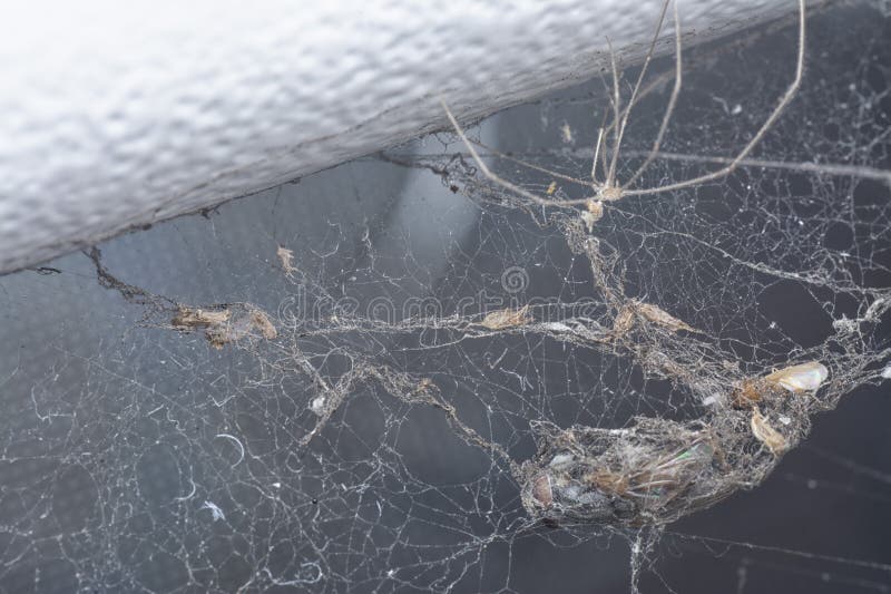 Dead Clusterfly Caught in the Pholcid Spider S Web Stock Photo - Image ...