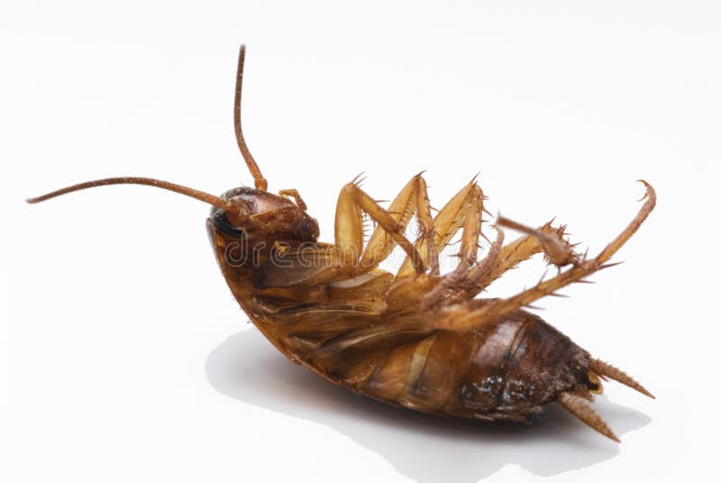 Dead Cockroach stock image. Image of dead, close, control - 5418139
