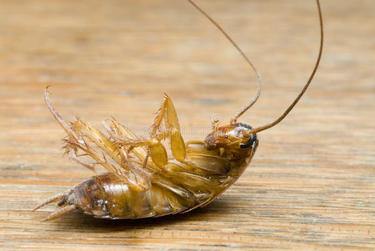 Dead Cockroach stock photo. Image of close, crawling, disgusting - 5455532
