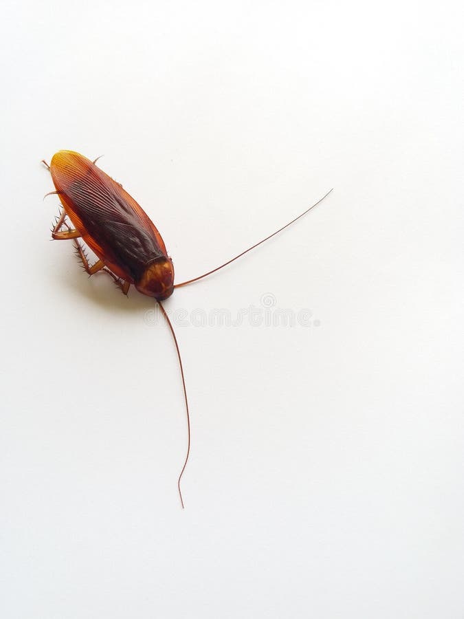 A dead cockroach stock image. Image of moth, insect - 276173833