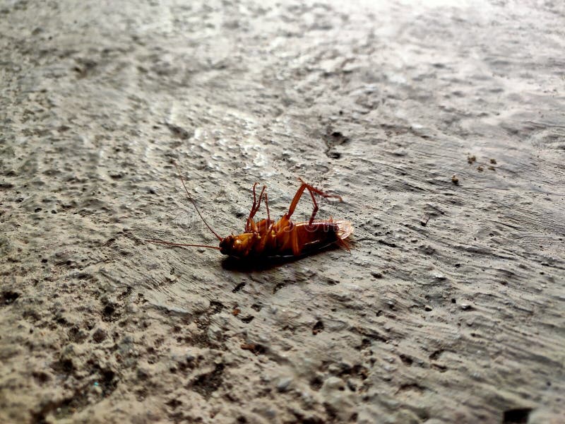 Dead cockroach condition stock image. Image of cockroach - 275459335