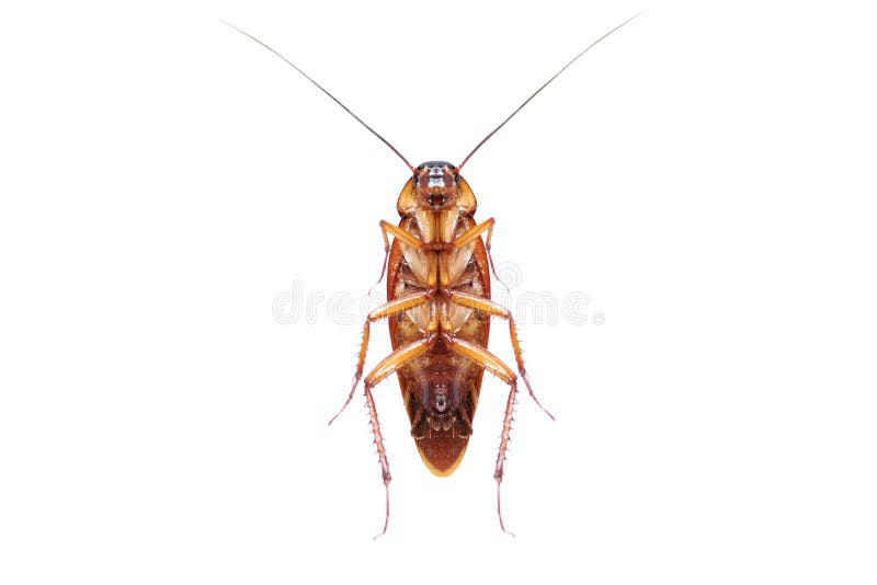 Dead Cockroach Stick Under Shoe and Floor Stock Photo - Image of body ...
