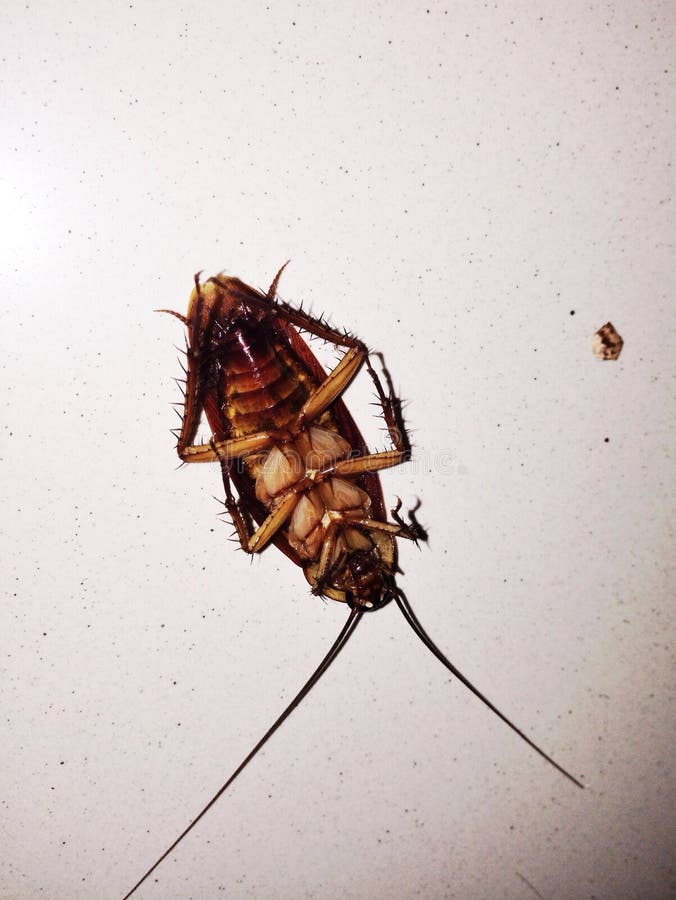 Dead cockroach. stock image. Image of life, kitchen, short - 53474725