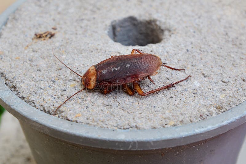 Dead Cockroach on Flowerpot Stock Photo - Image of table, roach: 75048102