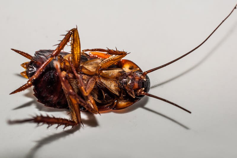 Dead cockroach stock photo. Image of creepy, close, creature - 65337000