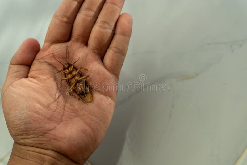 Dead Cockroach on Human Hand Stock Photo - Image of floor, cockroach ...