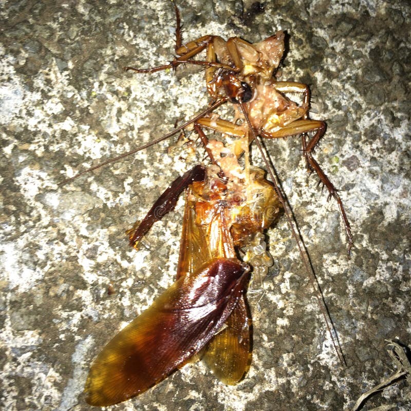 Dead Cockroach stock photo. Image of cockroach, hawaii - 48458682