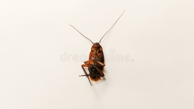 High Angle View Dead Cockroach Insect on a White Background Stock Image ...