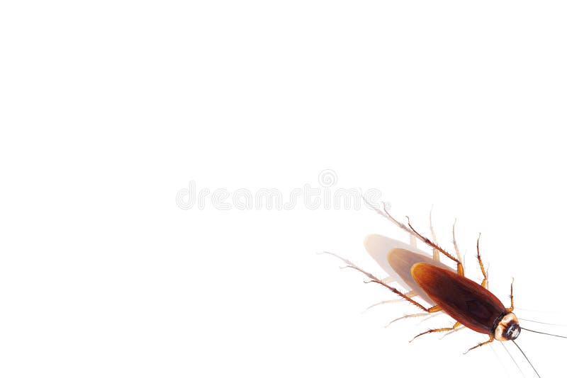 Dead Cockroach on Bread stock vector. Illustration of nasty - 141774395