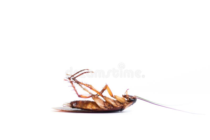 Dead Cockroach Stick Under Shoe and Floor Stock Photo - Image of body ...