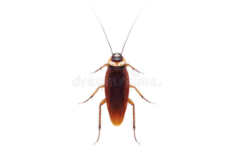 Dead Cockroach Stick Under Shoe and Floor Stock Photo - Image of body ...
