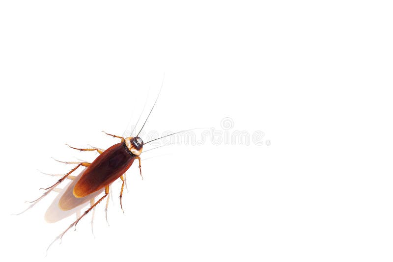 Dead Cockroach Stick Under Shoe And Floor Stock Photo - Image of body ...