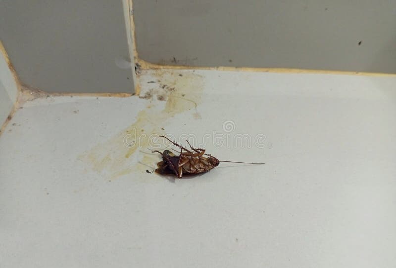Dead Cockroach Laid Upside Down on White Floor in the Corner Stock ...