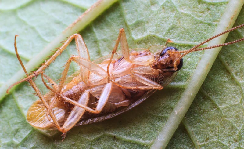 Dead cockroach stock image. Image of control, crawly - 57999379