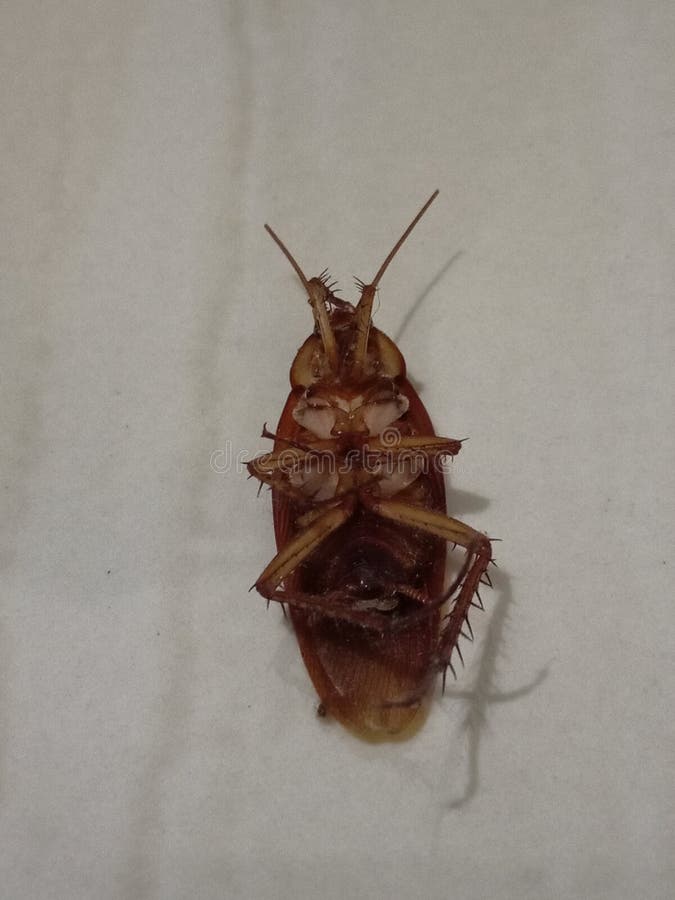 A Dead Cockroach Lying on Its Back Stock Photo - Image of back, dead ...