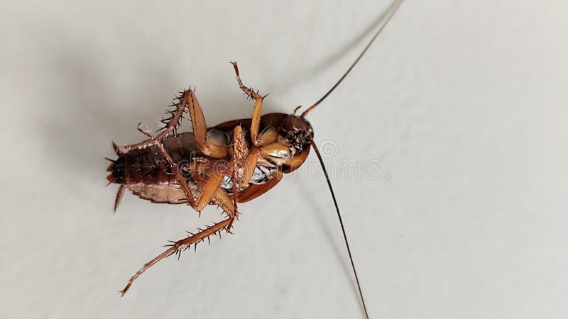 Dead Cockroach Lying on Its Back Stock Photo - Image of house, moth ...