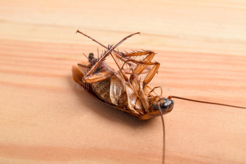 Dead Cockroach Lying on Its Back on the Floor Stock Image - Image of ...