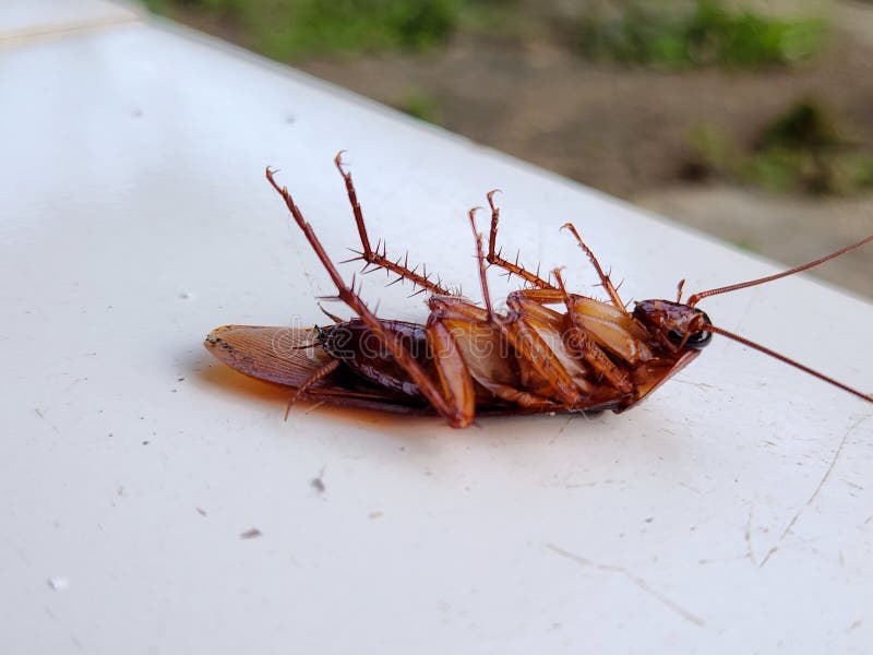 Dead Cockroach Lying on Its Back Shows Insect Pest Control Stock Photo ...