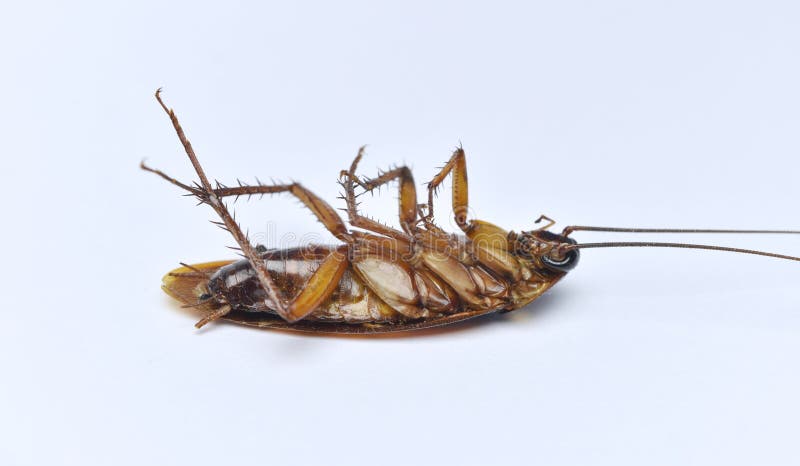 A Dead Cockroach Lying on Its Back on White Background. Stock Photo ...
