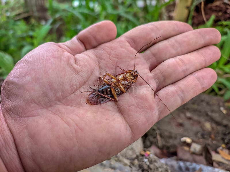 A Dead Cockroach on Man Hand Stock Photo - Image of back, finger: 270123020