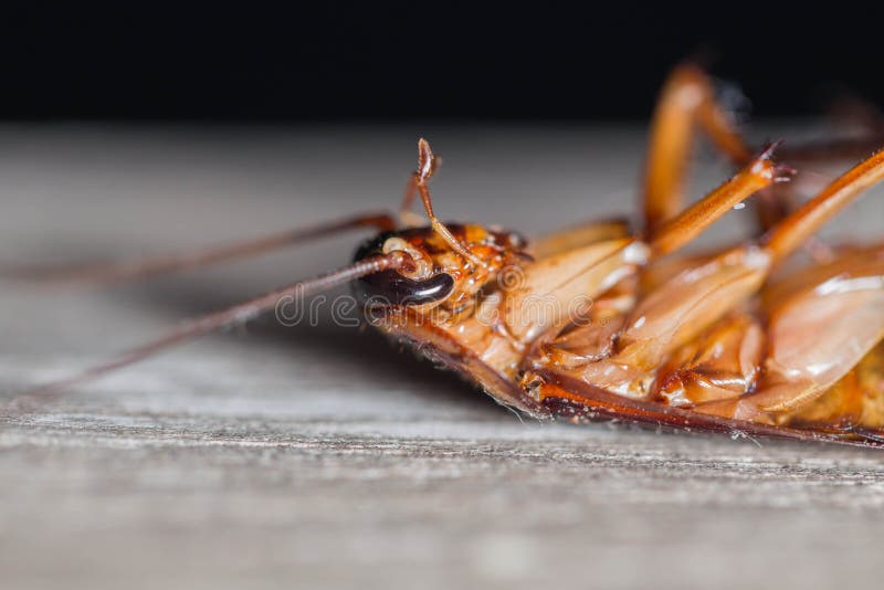 Dead cockroach stock image. Image of wooden, crawl, disgusting - 74753967