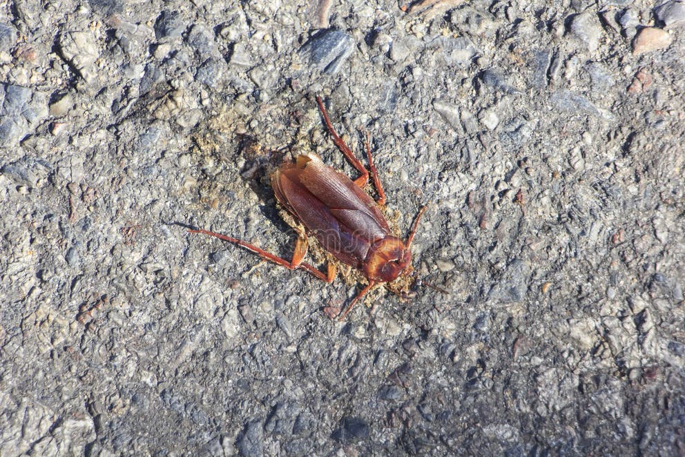 Dead cockroach on road stock image. Image of head, arthropoda - 97678051