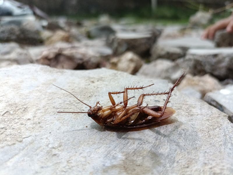 A dead cockroach on a rock stock image. Image of dried - 337612189
