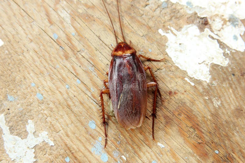 Squashed cockroach stock vector. Illustration of cartoon - 25282511