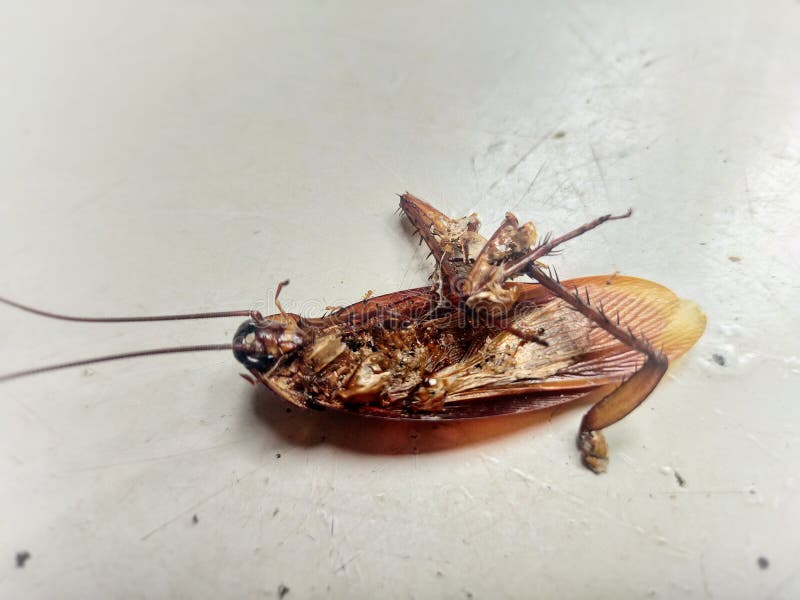 A Dead Cockroach Swarmed by Ants. Stock Image - Image of deadroach ...