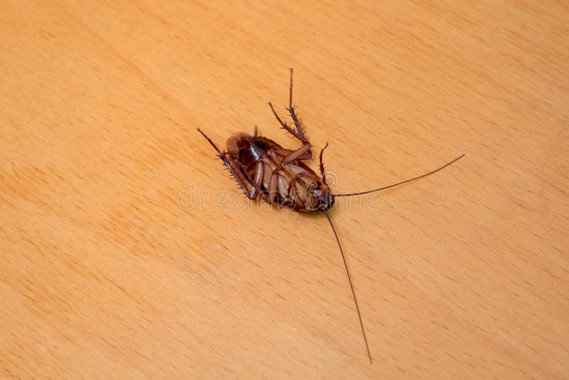 Dead Cockroach on table stock photo. Image of horror - 131152344