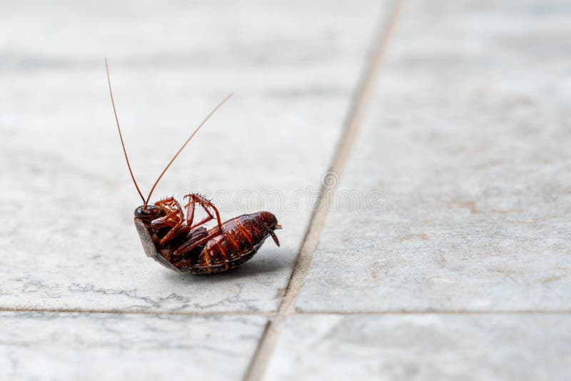 Dead Cockroach on Tile Floor. Concept of Pest Control and Extermination ...