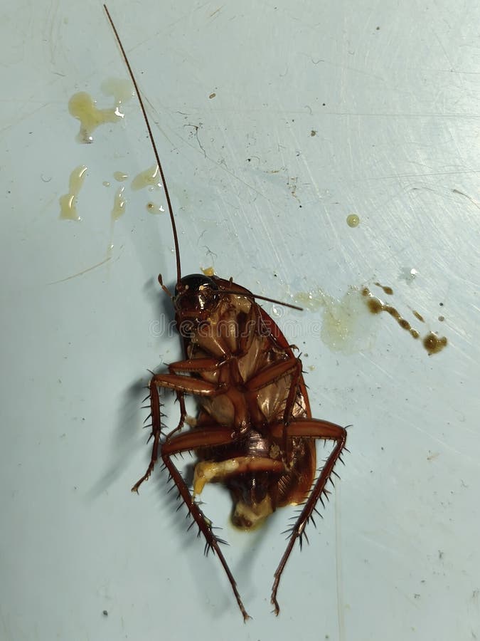 Dead Cockroach Trampled on the Floor Stock Image - Image of horror ...