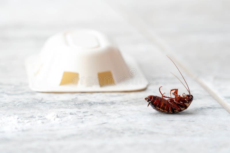 Dead Cockroach Upside Down on the Floor. Pest Control Concept Stock ...