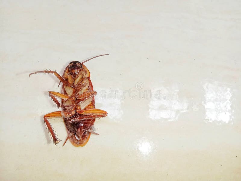 Dead White Rats Floor Stock Photos - Free & Royalty-Free Stock Photos ...