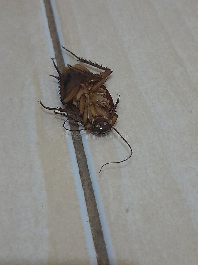 This Dead Cockroach is Very Unique when Seen Up Close Stock Photo ...