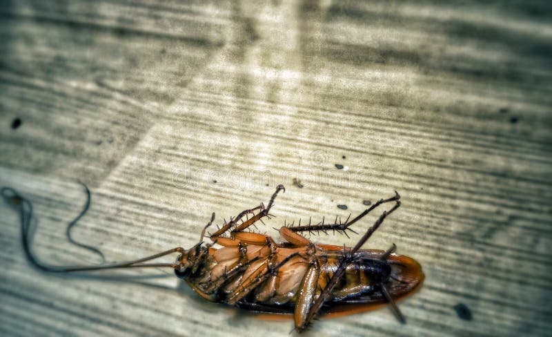 Dead Cockroach in the Warehouse Stock Photo - Image of cockroach, died ...