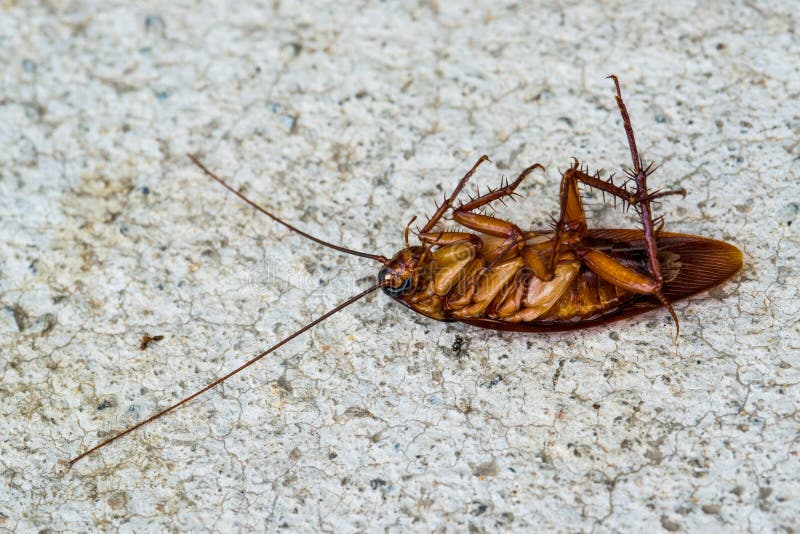 Dead Cockroach on White Back Ground. Stock Image - Image of health ...