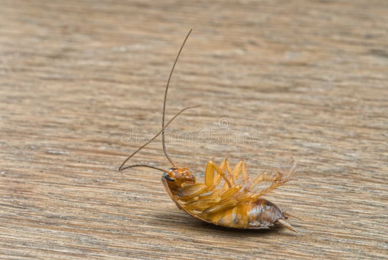 1,085 Creepy Table Isolated Stock Photos - Free & Royalty-Free Stock ...