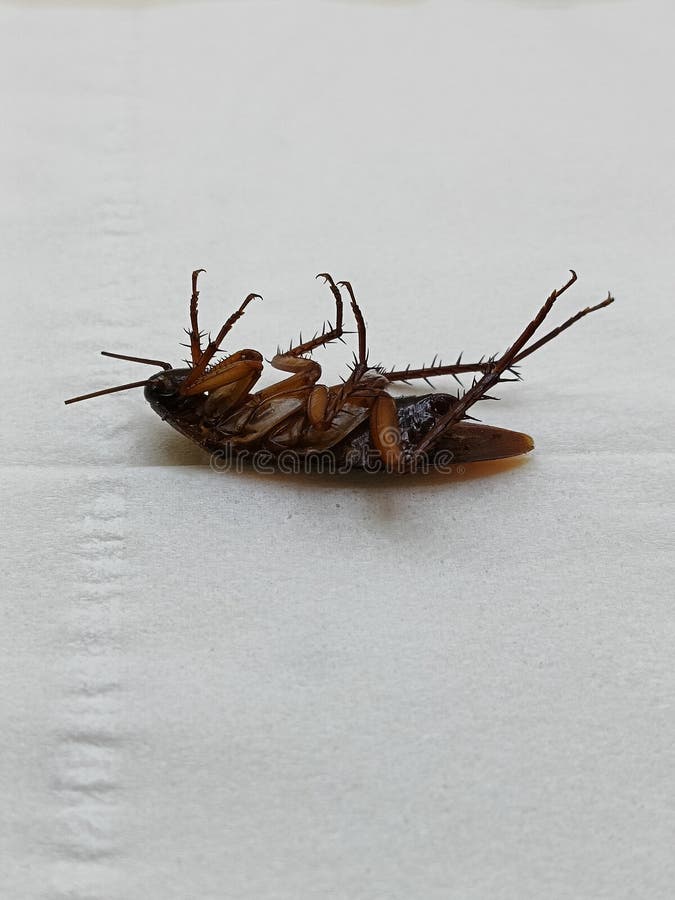 Dead Cockroaches on the Background Floor Stock Image - Image of ...