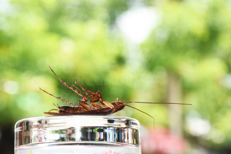 Dead Cockroaches on a Blurred Background for the Background Stock Image ...