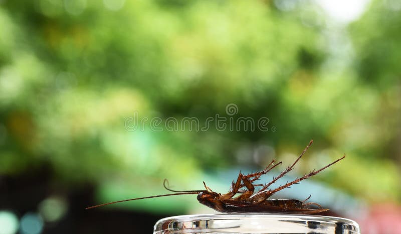 Dead Cockroaches on a Blurred Background for the Background Stock Image ...