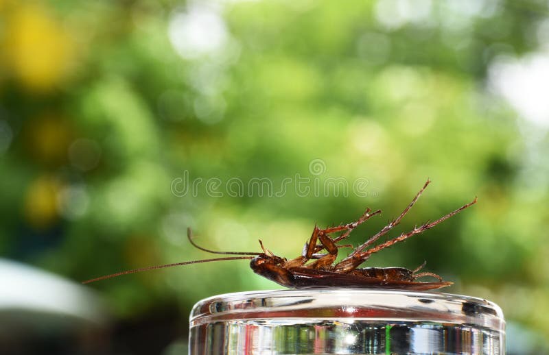 Dead Cockroaches on a Blurred Background for the Background Stock Image ...